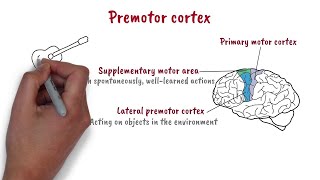 Lateral Premotor Area