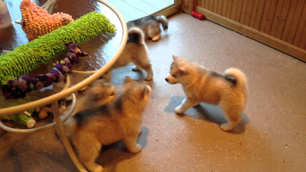 cute puppies play fighting - YouTube