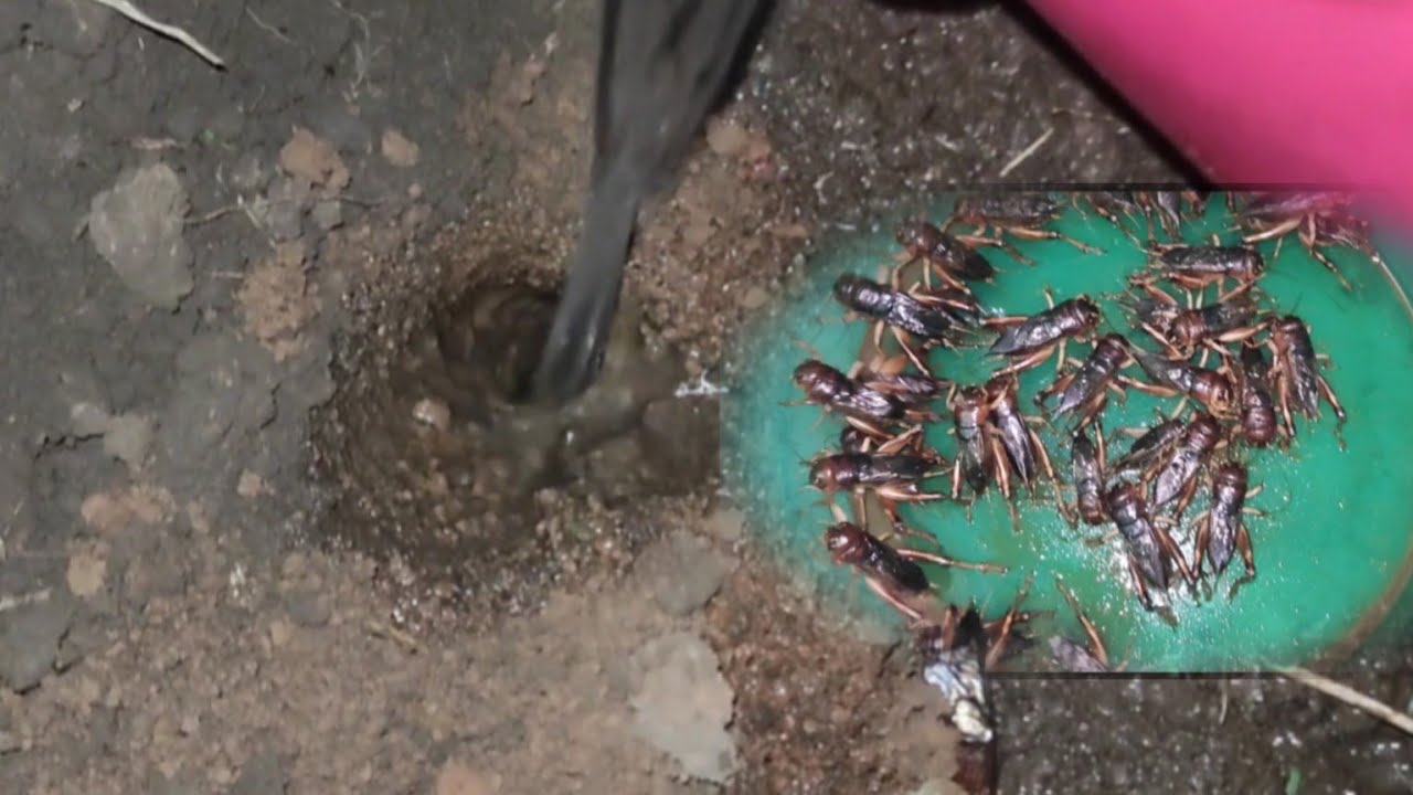 Catching crickets |insect| - YouTube