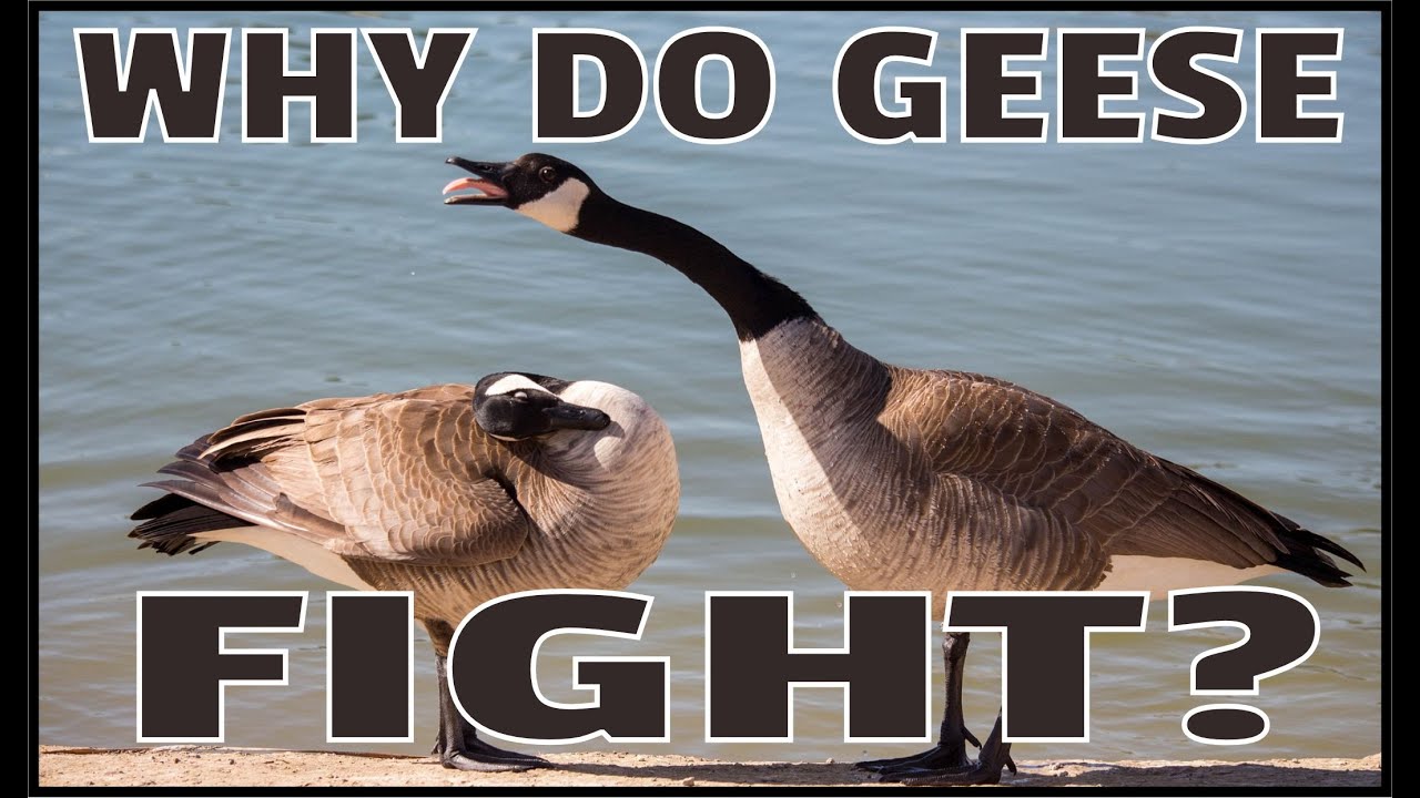 Why Do Geese Fight? feat AI Warren #canadageese - YouTube