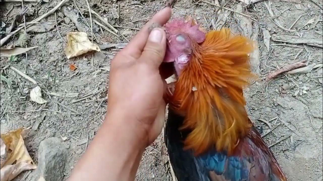 poj qaib tsauj tuaj Zoo tiag2 - YouTube