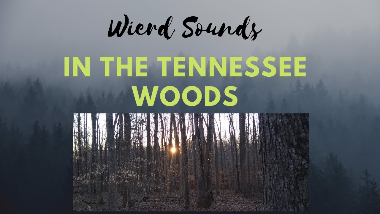 Strange Howling in the Tennessee Woods - YouTube