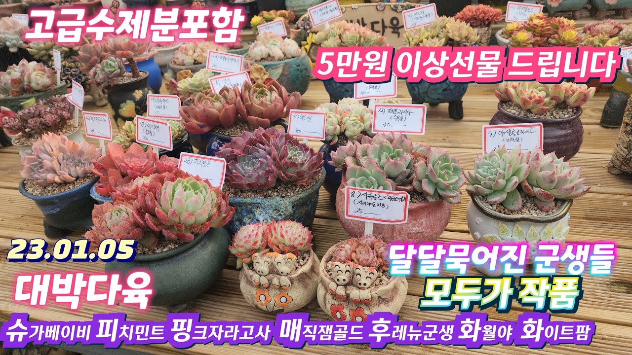 대박다육15만이상선물드립니다달달묵어진 예쁜군생들 고급분포함 착하게 나왔네요피치민트핑클루비매직쨈골드슈가베이비