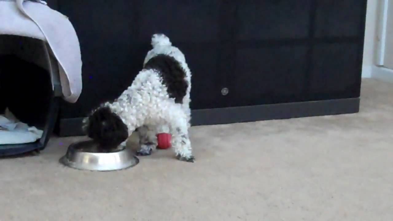 Puppy showing signs of OCD while eating - YouTube