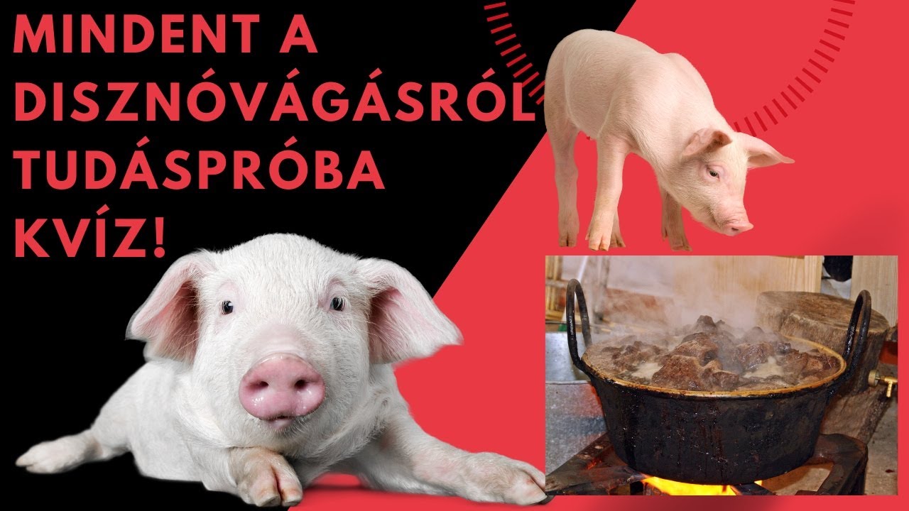 Mindent a Disznóvágásról Tudáspróba Kvíz! - YouTube