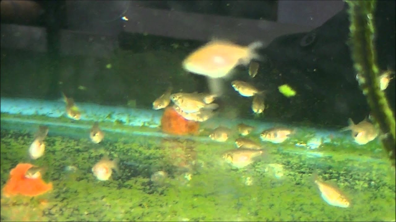 Ryukin fry 1 month old Looking from the side - YouTube