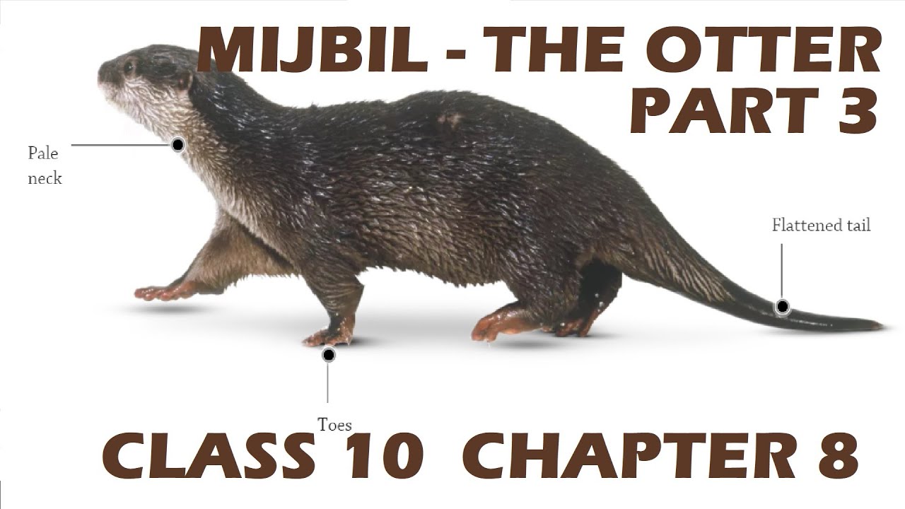 Mijbil the Otter Class 10 Chapter 8 First Flight PART 3 GSEB NCERT ...