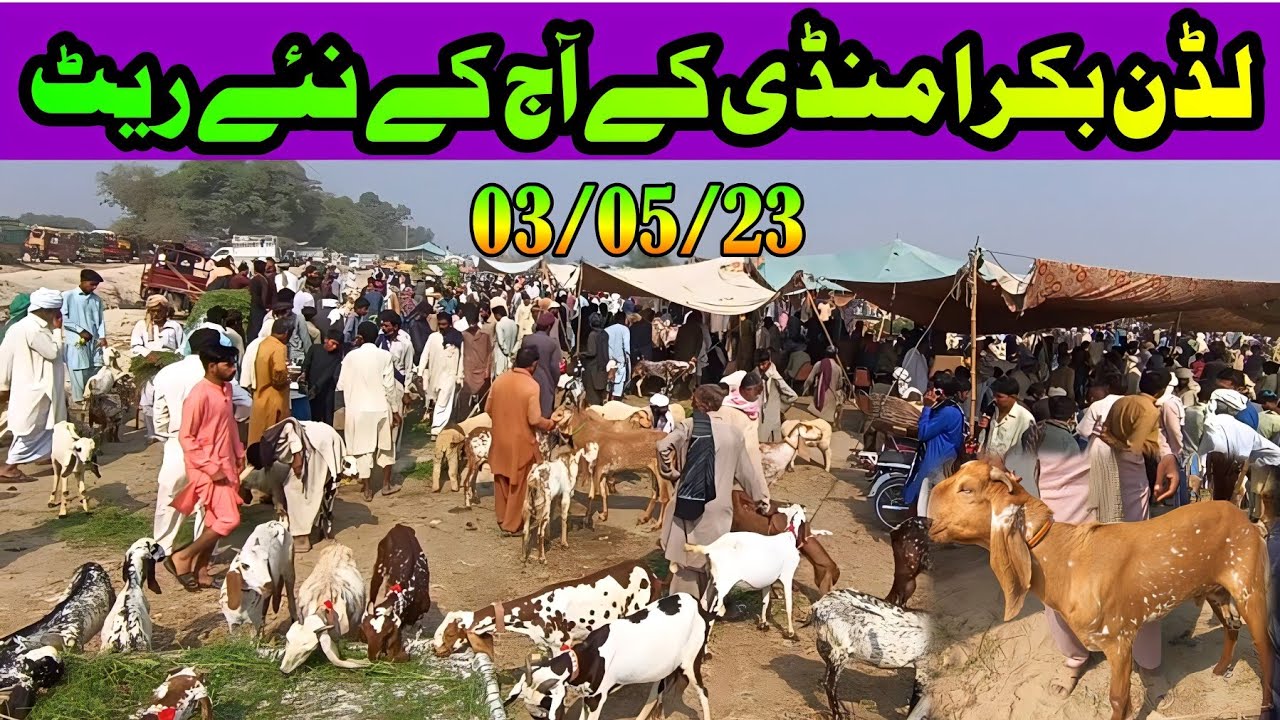 New Rates In Luddan Goat Market / Makhi Cheeni Bakrian Bakray / Bakra ...