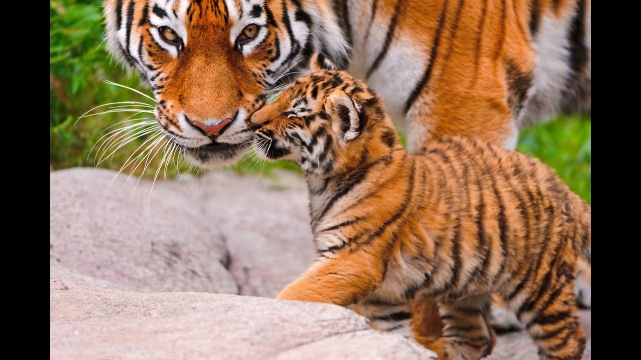 krasivoe video pro jivotnix v 4k pod krasivuyu muziku videomega ru ...