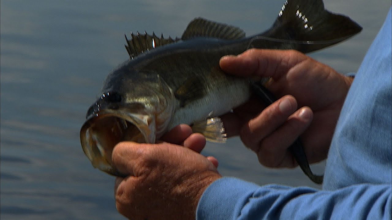 Lake X Bass Fishing with DOA Lures in Saint Cloud Florida - YouTube