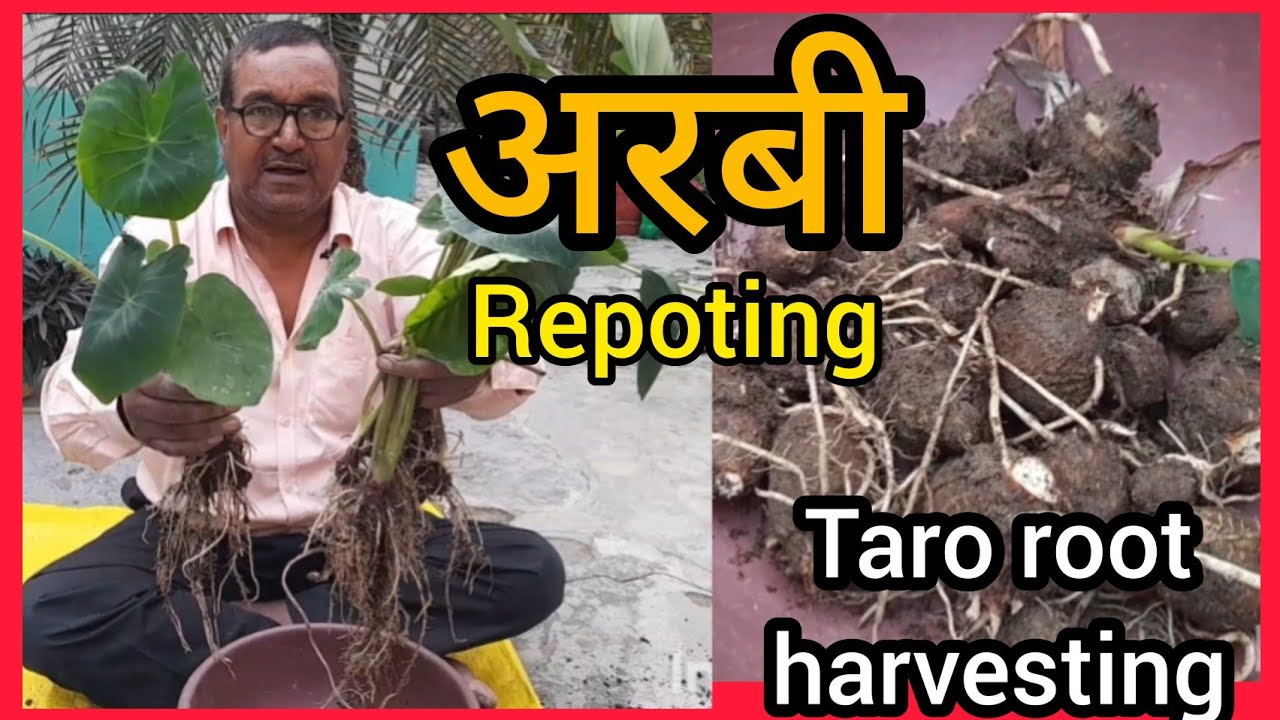 How to grow elephant ear /taroroot/arbi plant in garden|arbi plant ...