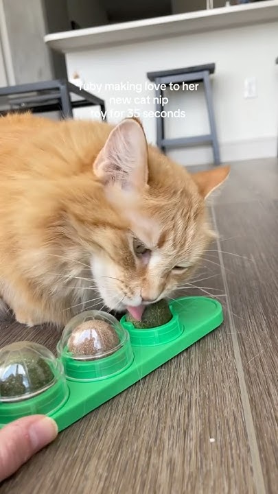 Ruby LOVES her new catnip toy #cat - YouTube