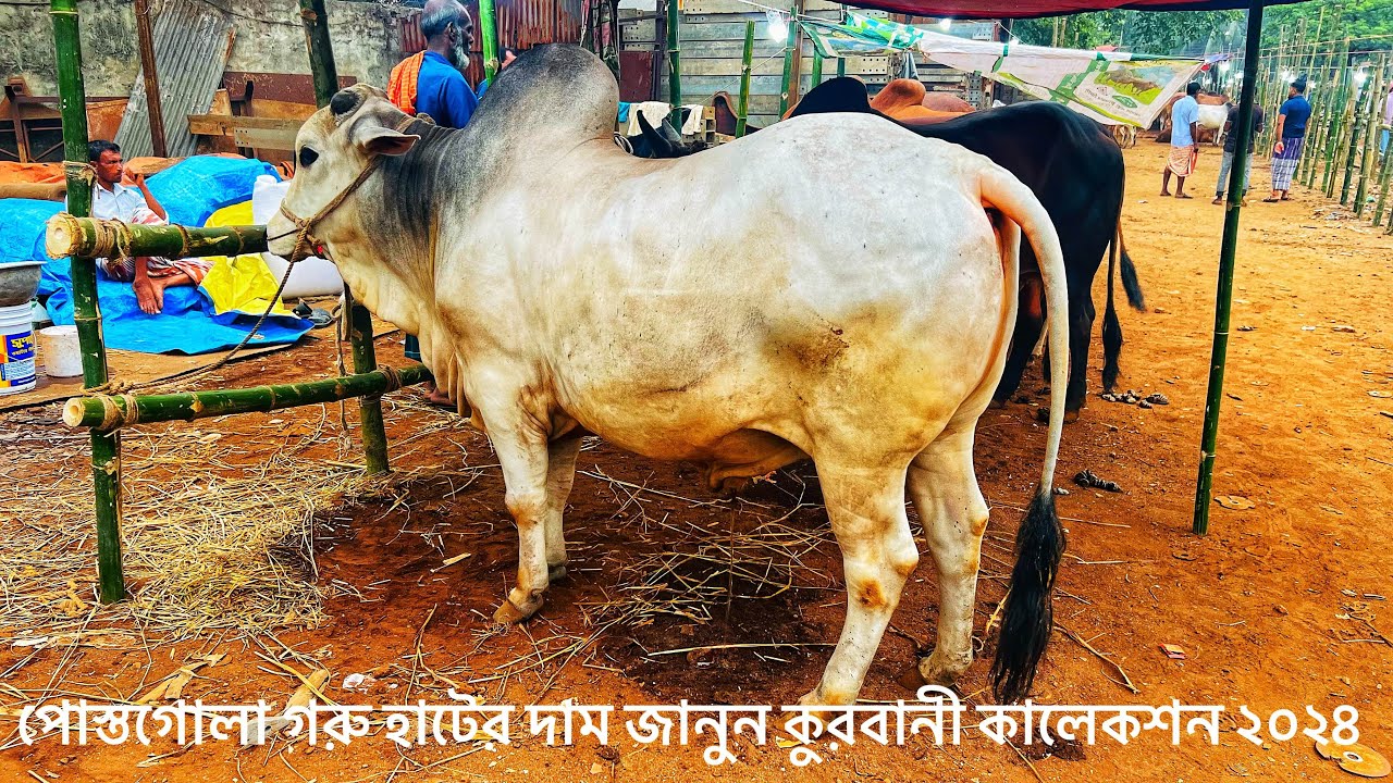 postogola Shoshan ghat goru haat 2024 | Qurbanir Eid | Narayanganj ...