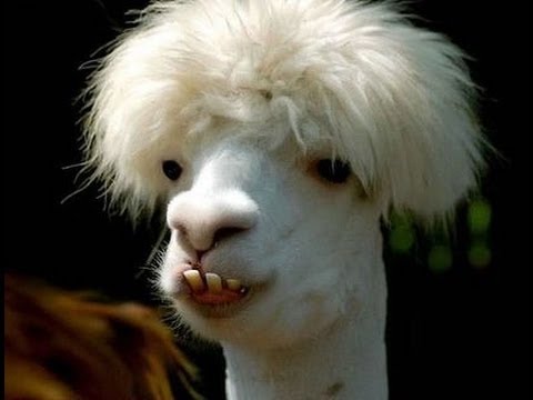 TRY NOT TO LAUGH OR GRIN - Funny Animals Compilation 2016 New - YouTube