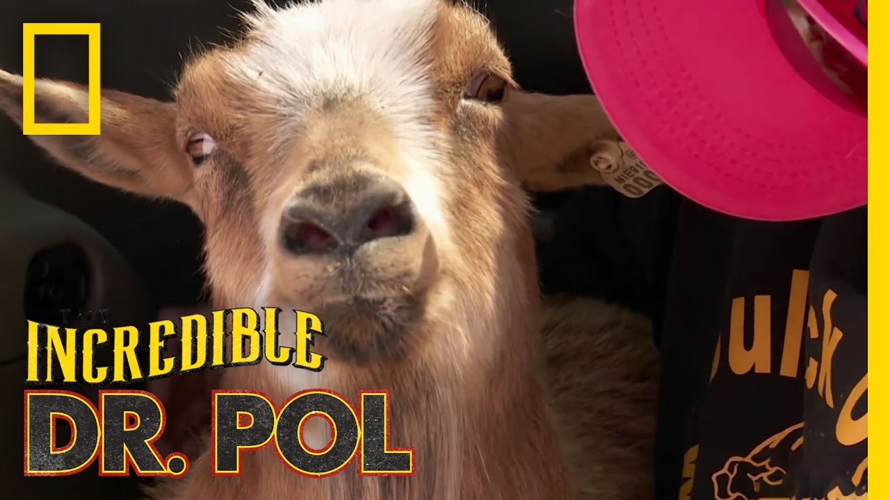 Polio Goat | The Incredible Dr. Pol - YouTube