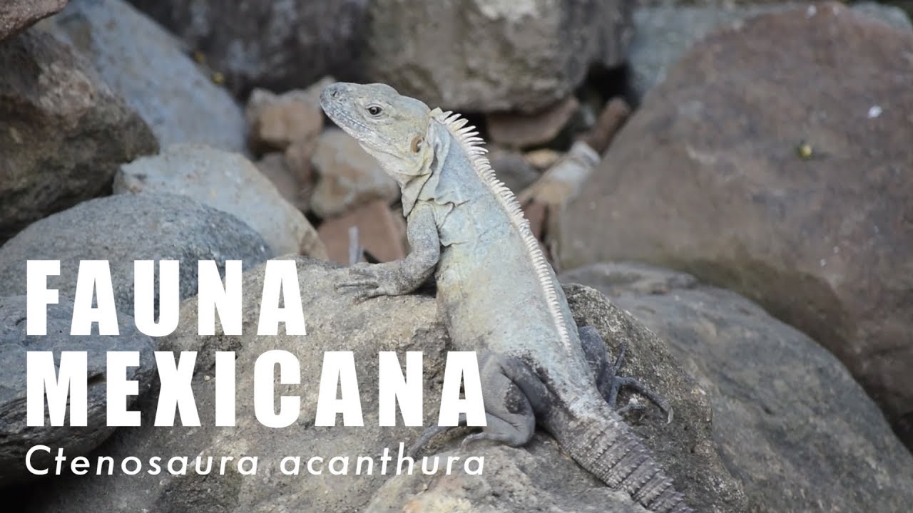 Iguana de Cola Espinosa (Ctenosaura acanthura) | Fauna Mexicana - YouTube