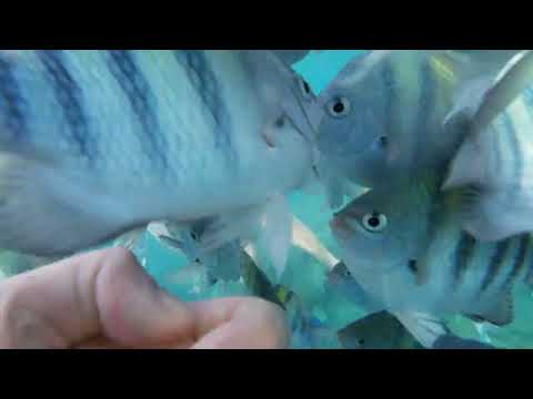 Fish eating bananas at Montego Bay Reef Jamaica - YouTube