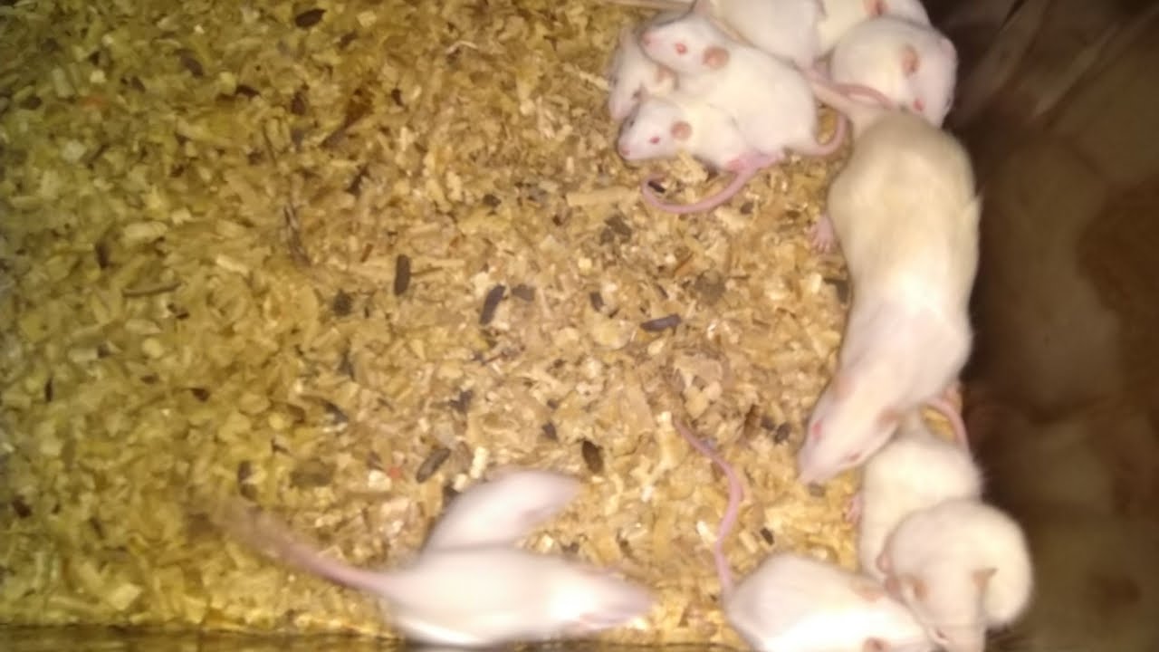 How To Breed white Rat / update / MundoKo Vlogs - YouTube