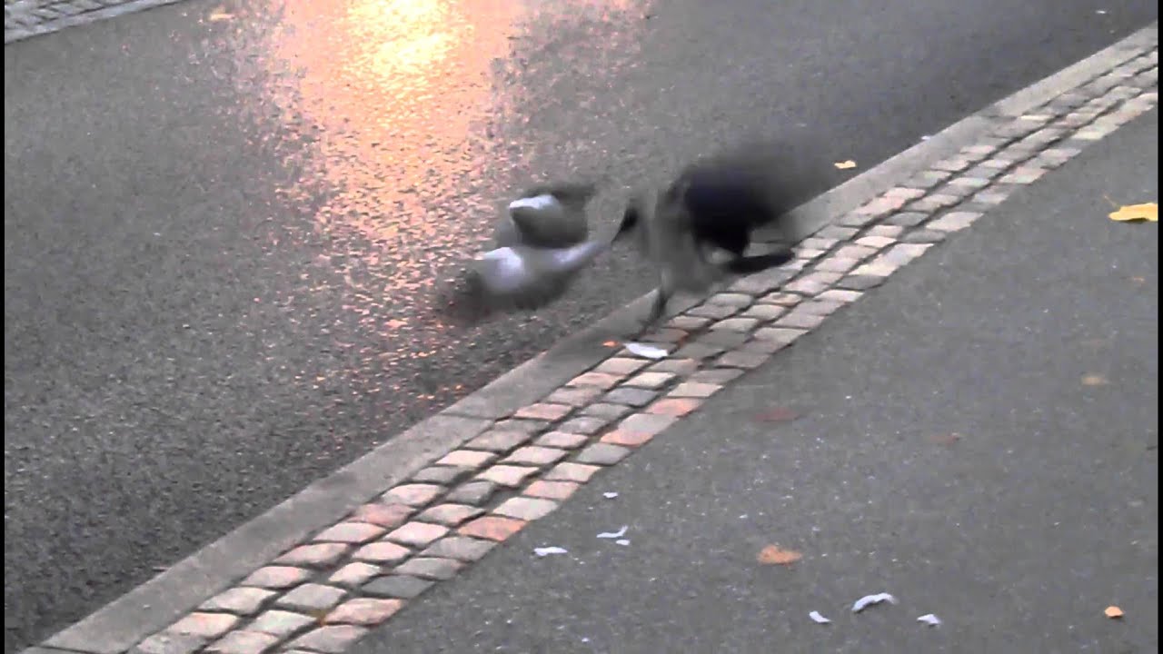 Crow vs pigeon - YouTube
