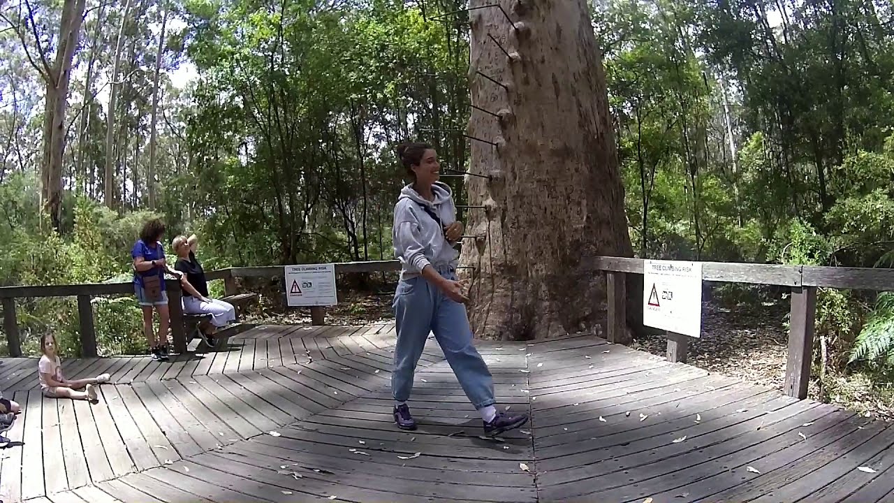 Gloucester Tree climb Pemberton WA. Not for the faint hearted. Part 1 ...