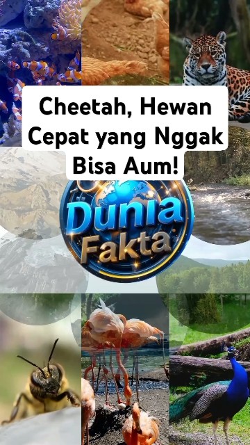 Cheetah, Hewan Cepat yang Nggak Bisa Aum! ||#shorts #didyouknow # ...