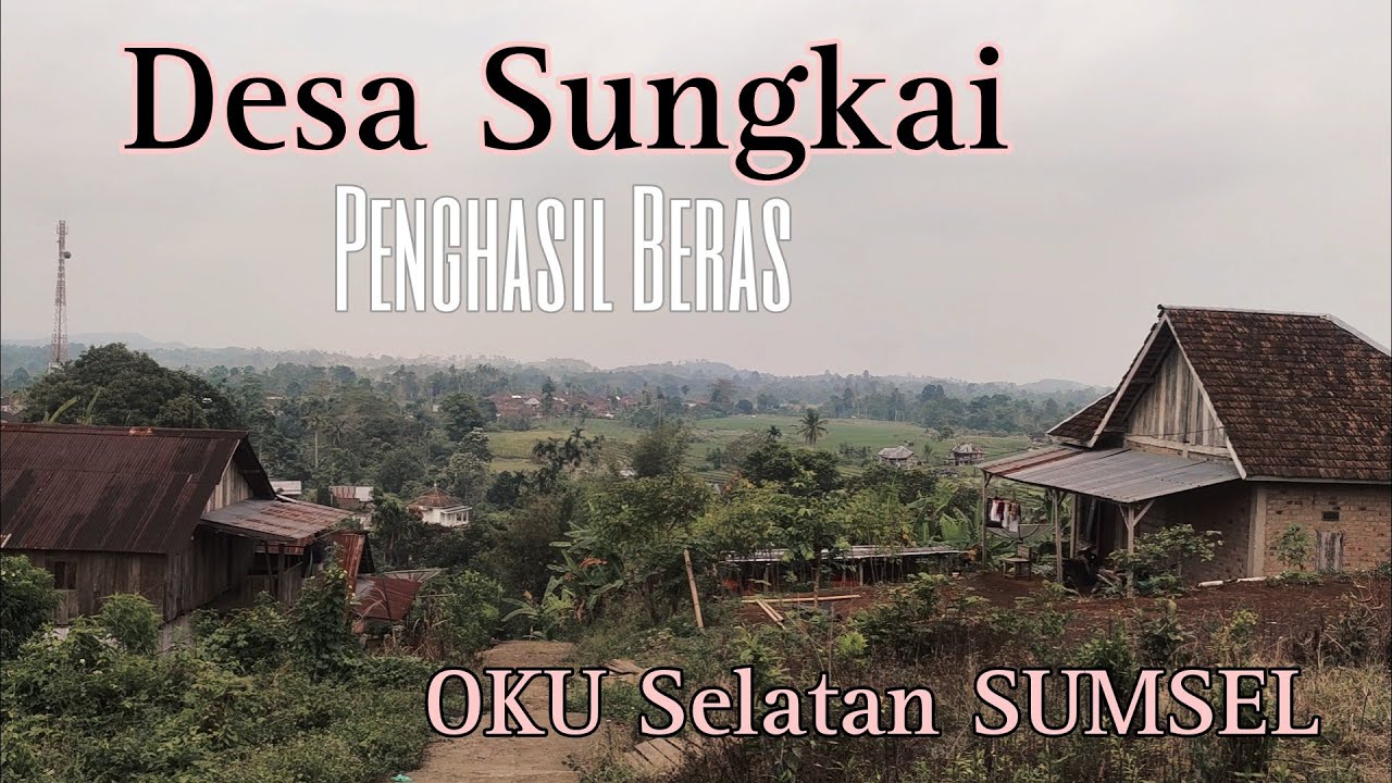 Desa dengan Sawah Luas Desa Sungkai Oku Selatan Sumatera Selatan - YouTube