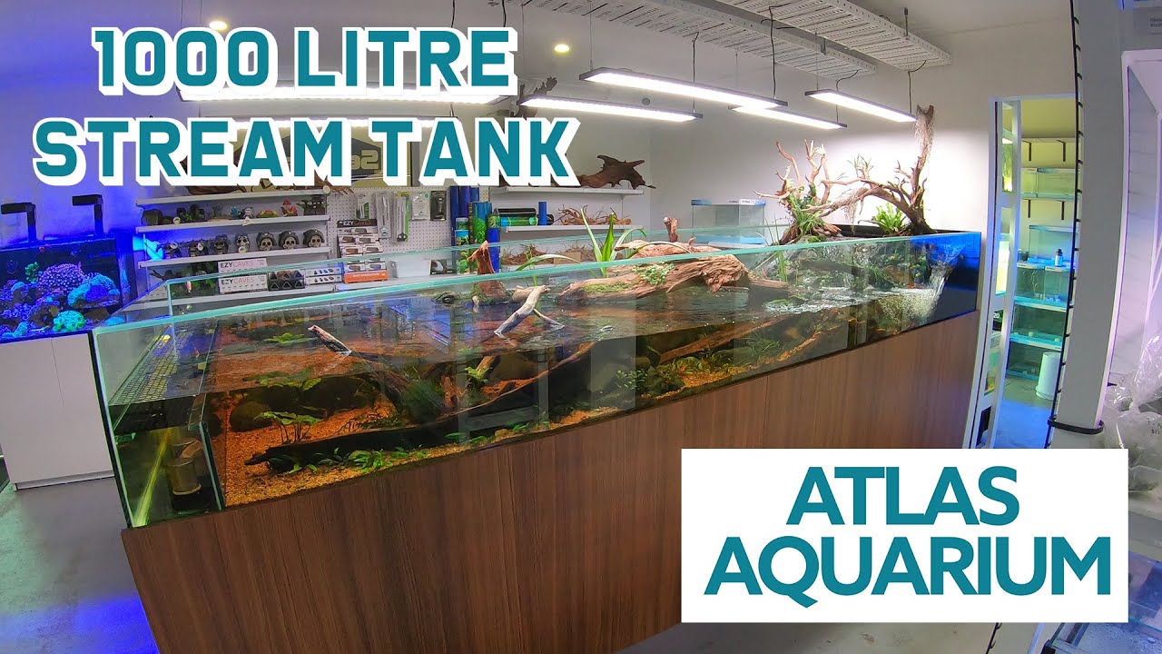 1000 Litre Stream Tank Atlas Aquarium Brisbane - YouTube
