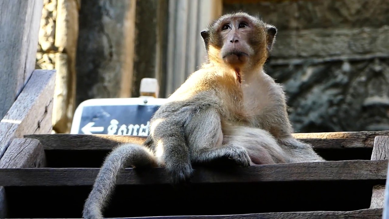 MG! Million sad to see Felix got like this | Poor Felix monkey stay ...