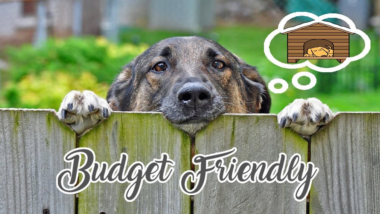 10 Budget Friendly Backyard Ideas For Dogs - YouTube