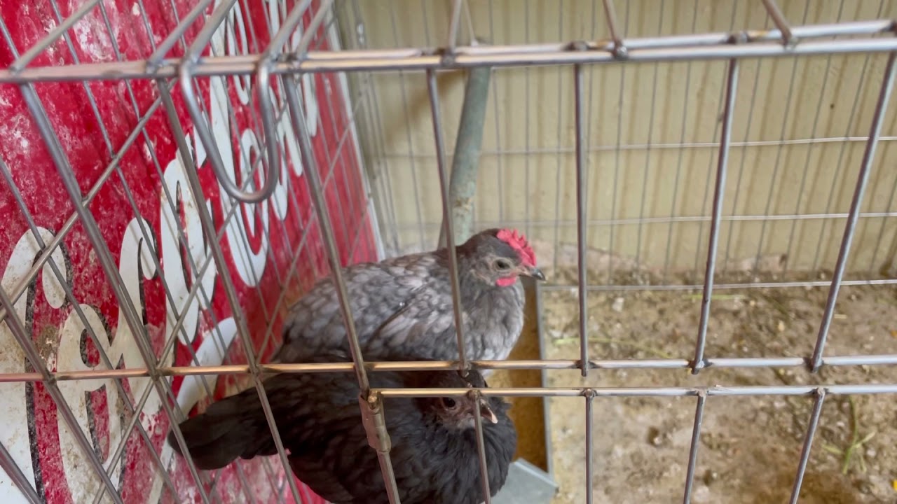 El gen BLUE en kikirikis - YouTube