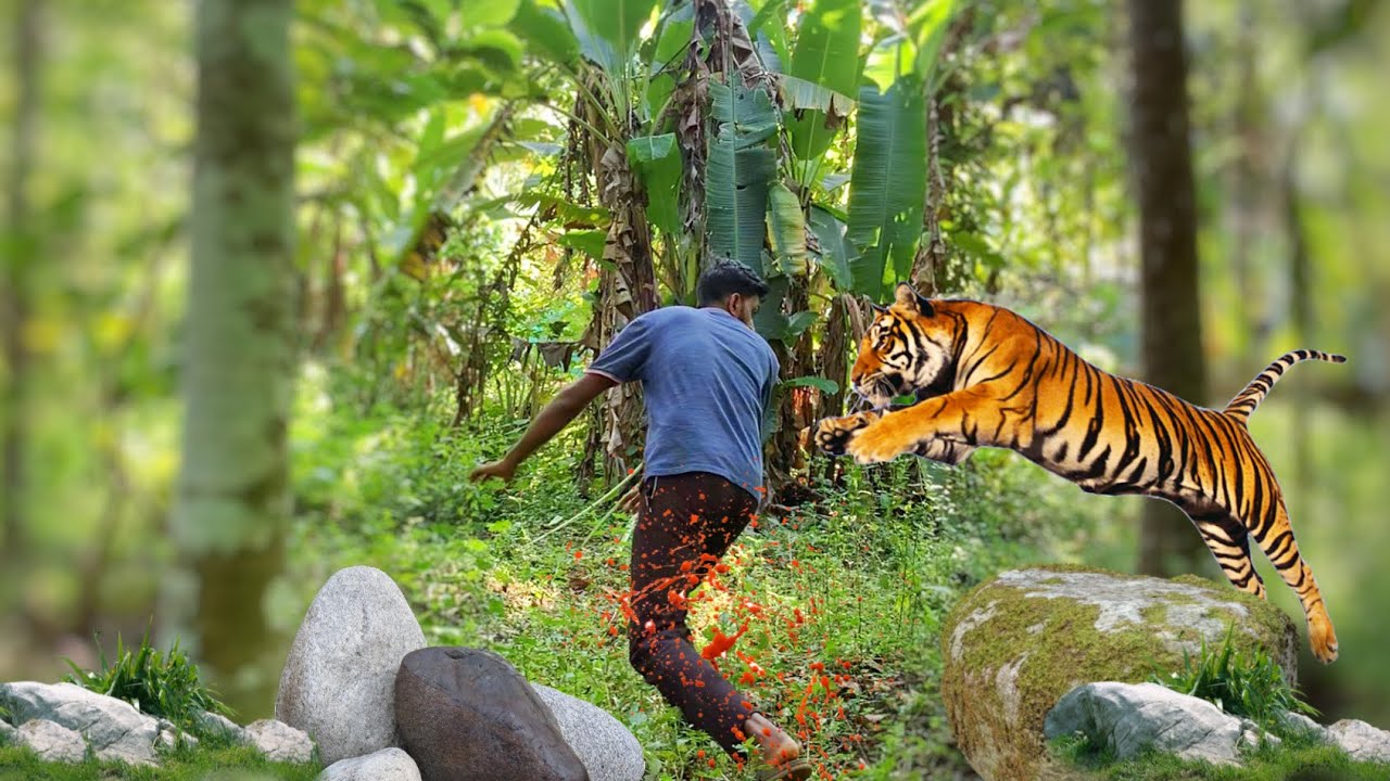 Tiger attack bengal tiger tiger attacking video village wild animal ...