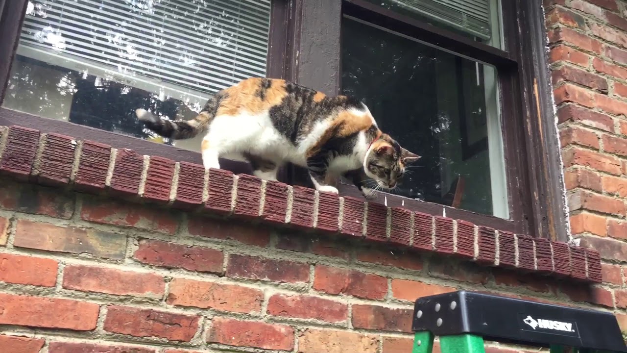 Cat almost falls off a ladder - YouTube