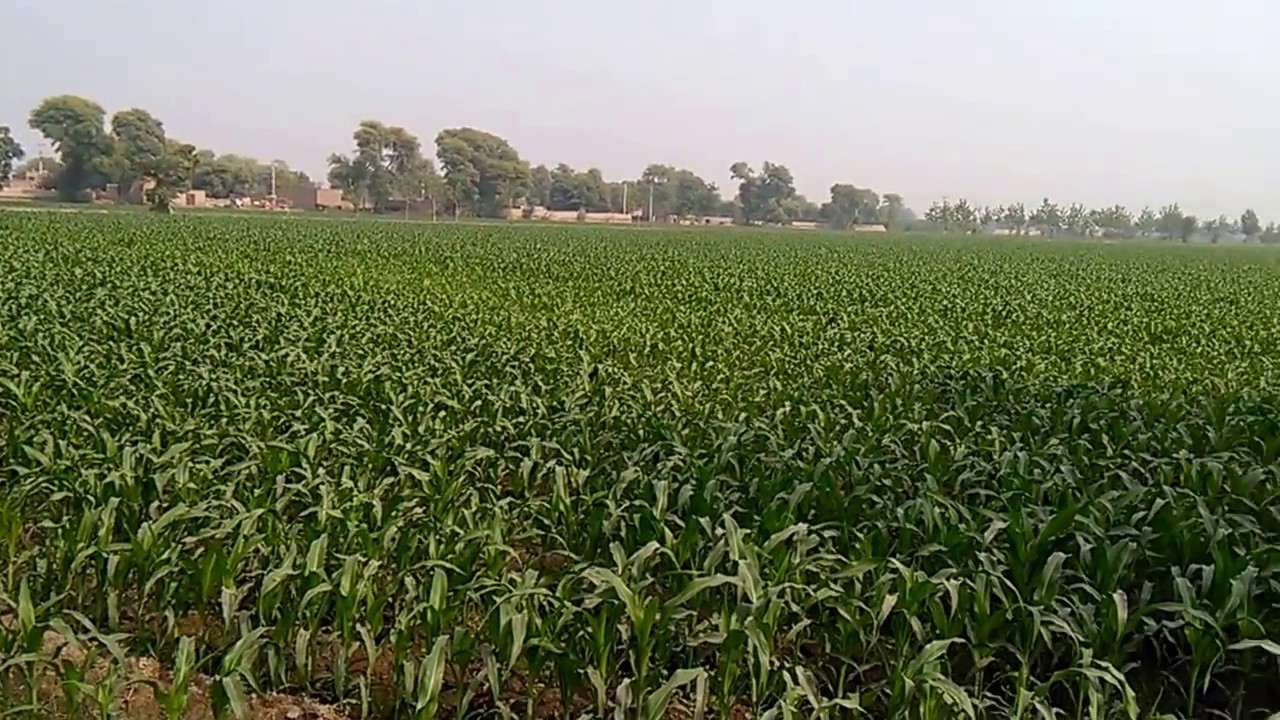 Our 4th cron crop for corn silage in 2016 farming in Pakistan ...