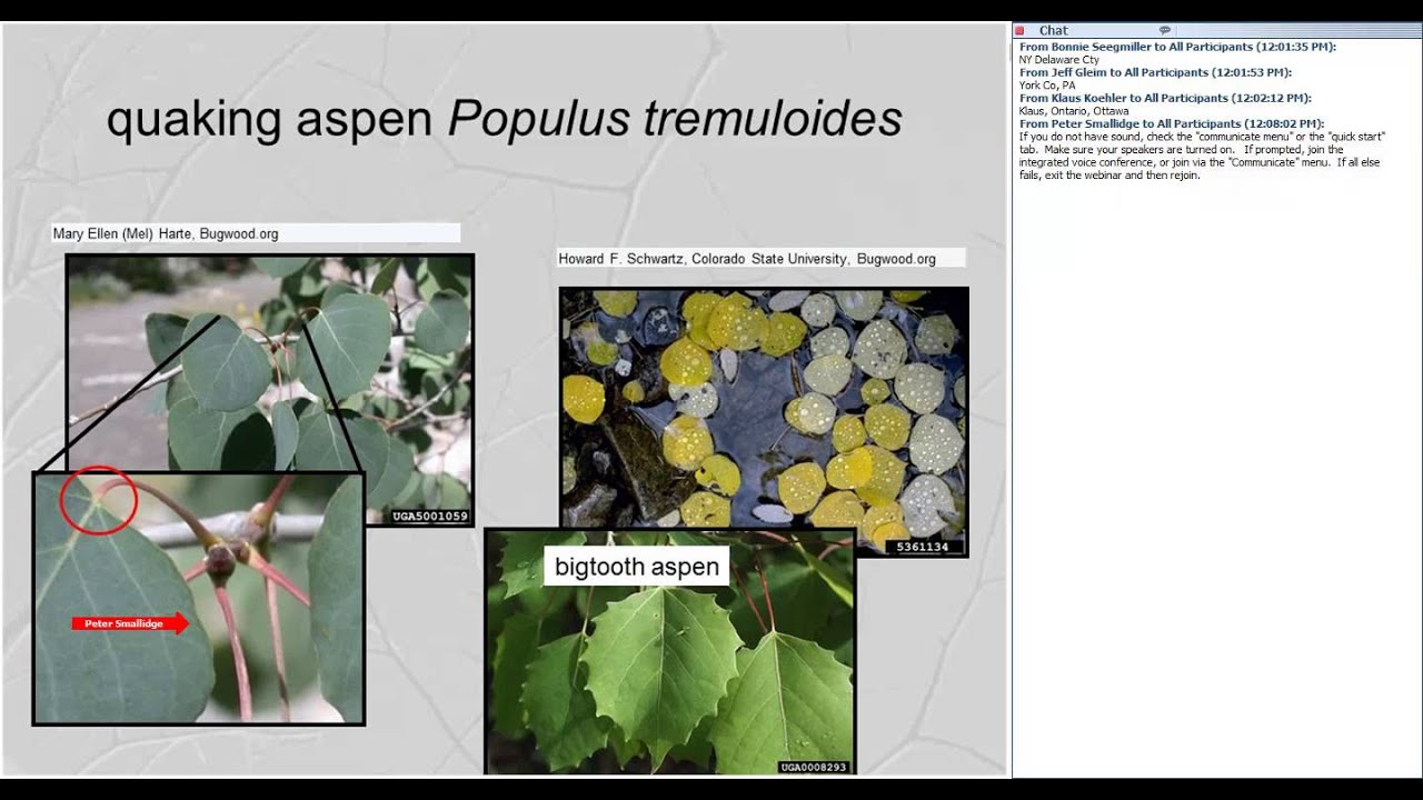 Identification And Ecology Of Common Northeastern Hardwood Trees Youtube