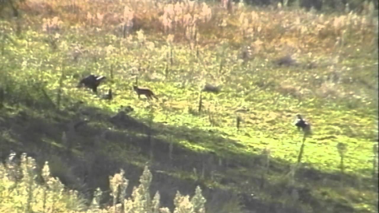 Fox meets Wedge tailed eagles - YouTube
