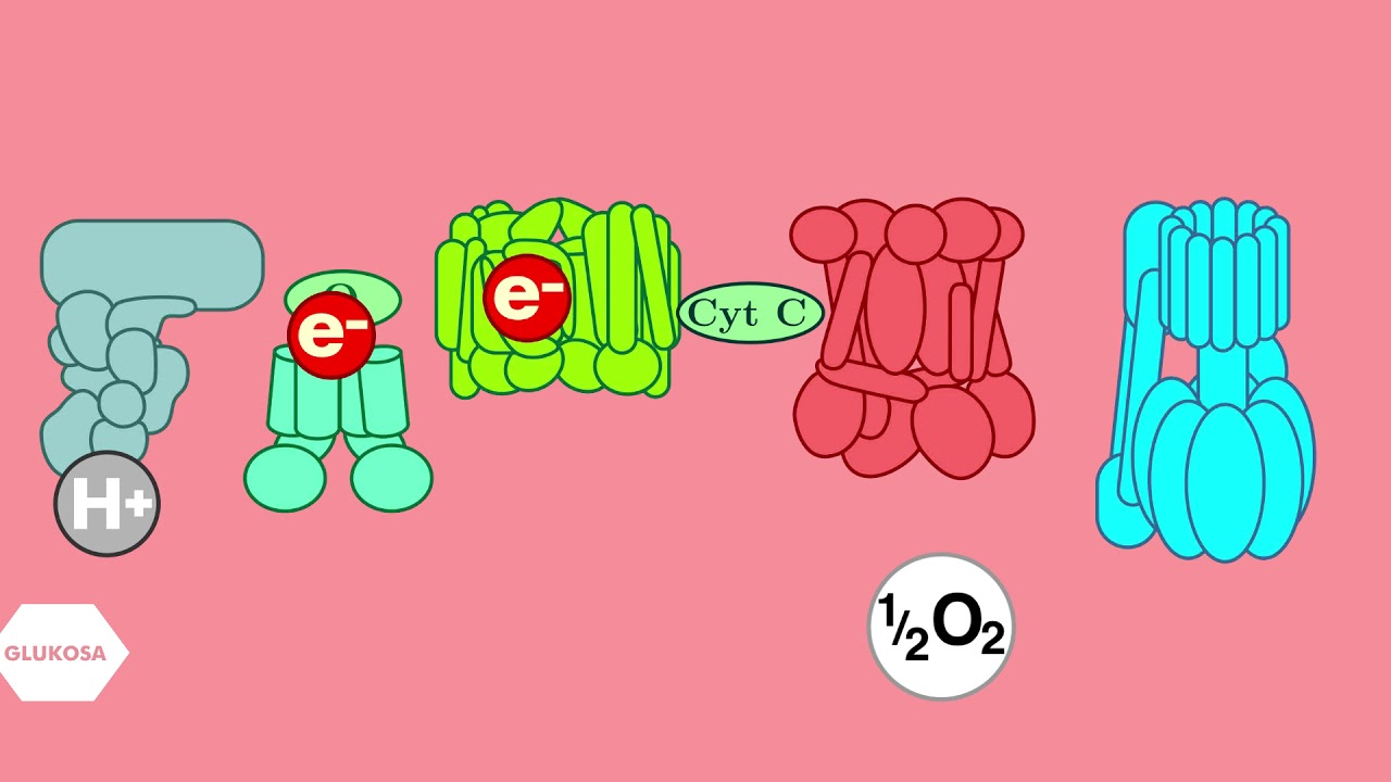Transpor Elektron : Proses Pembentukan Energi di Dalam Tubuh Kita - YouTube