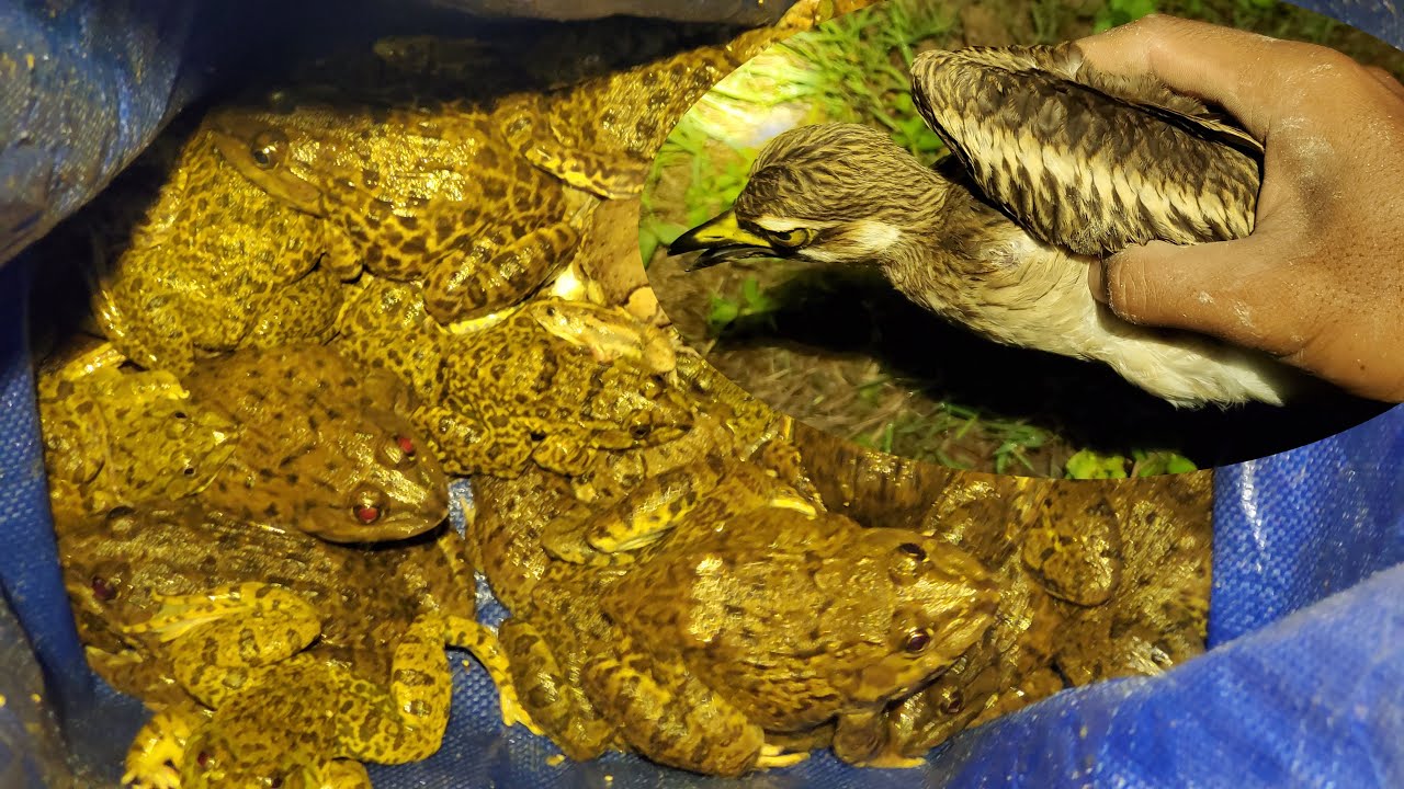 I catch a lot of frogs and birds - YouTube