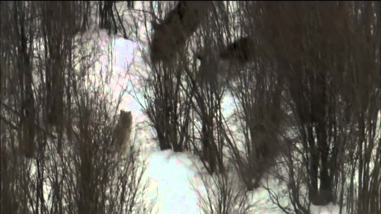 NATURE Wolves Hunting Buffalo Cold Warriors Wolves and Buffalo PBS ...