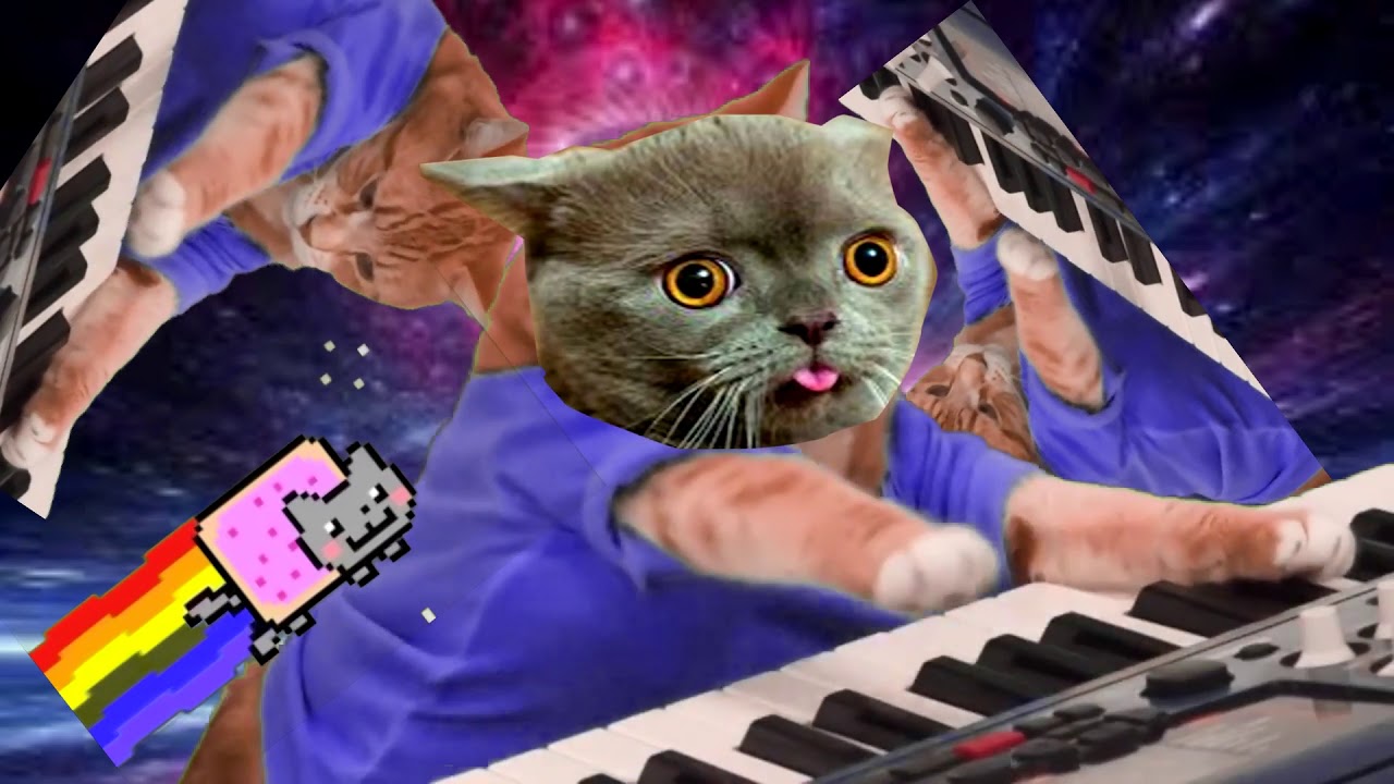 video prueva #17 gato tocando piano - YouTube