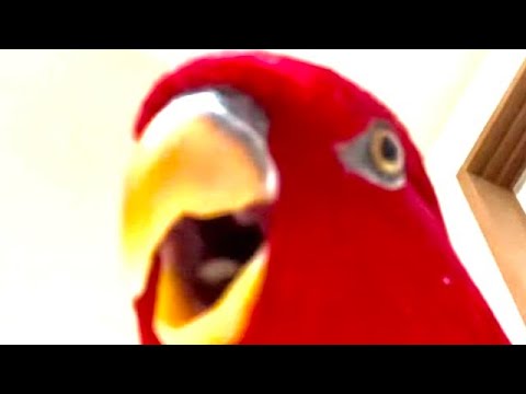 Red birb🍅gumi——gumi———gumi…… - YouTube
