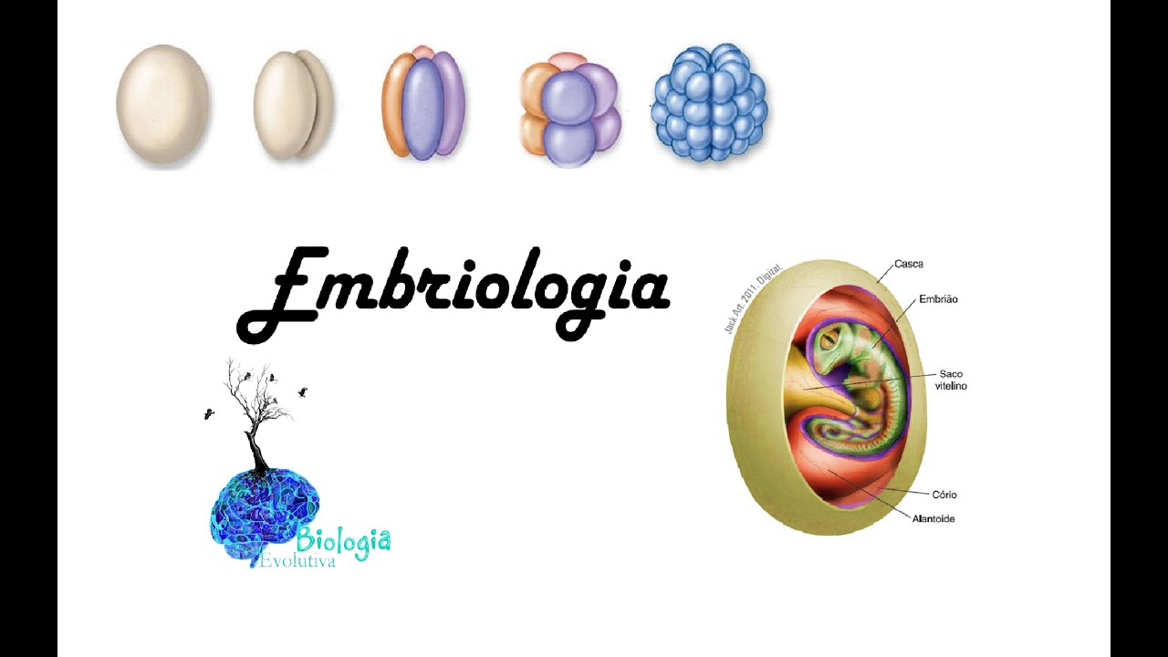 Embriologia - Desenvolvimento Embrionário. - YouTube