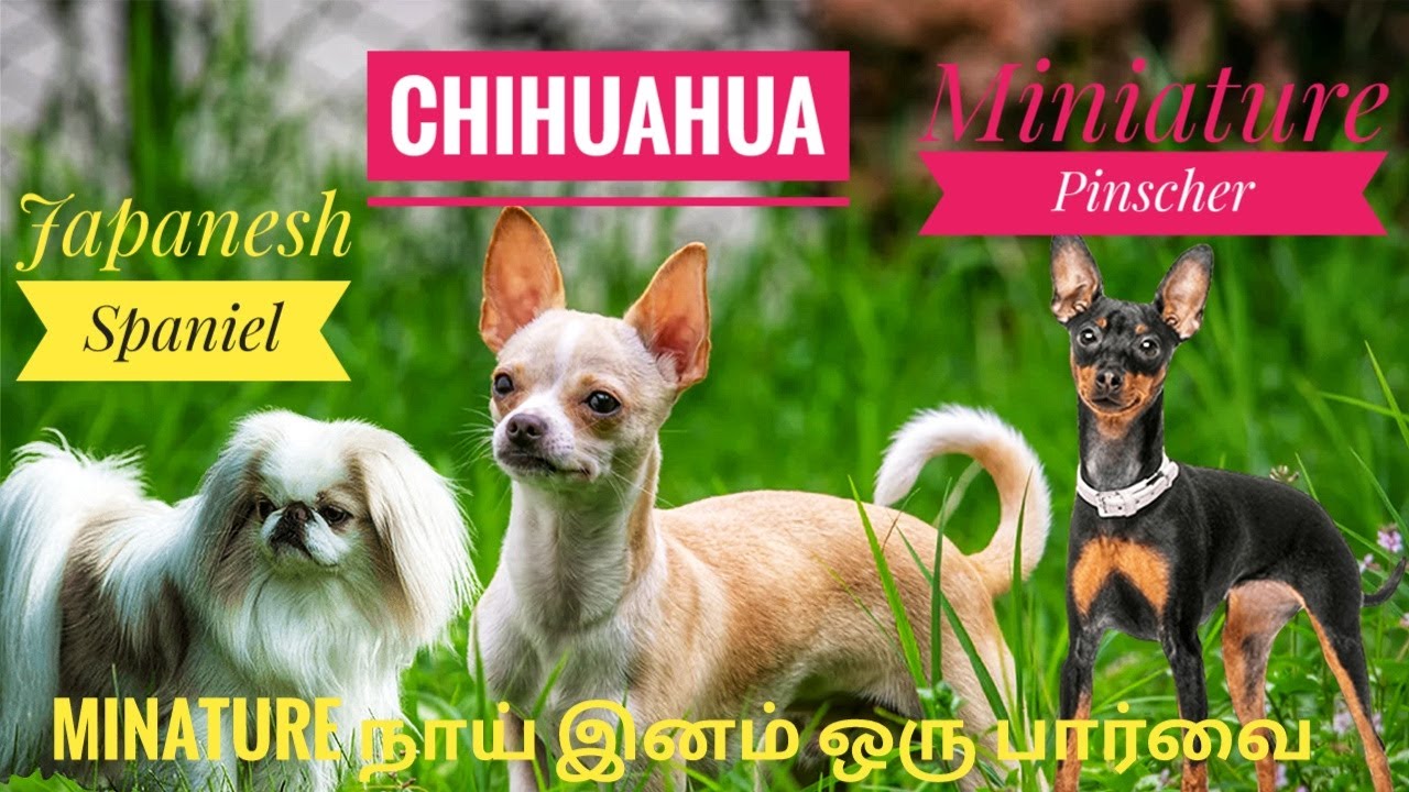 All about Miniature Dog Breeds in Tamil | #japaneshspaniel #chihuahua # ...