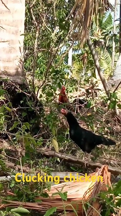 Sound of clucking chicken - YouTube