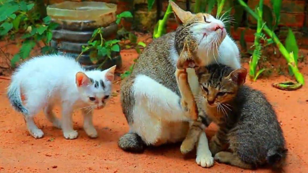 Happy Kittens Playing Fun With Puppy | Cute Kitty - YouTube