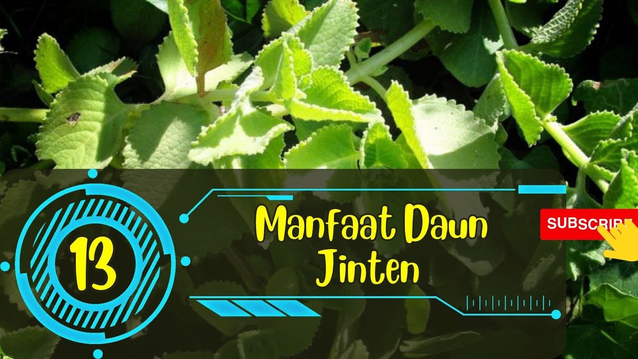Meningkatkan produksi ASI Yuk Simak Berikut 13 Manfaat Daun Jinten ...
