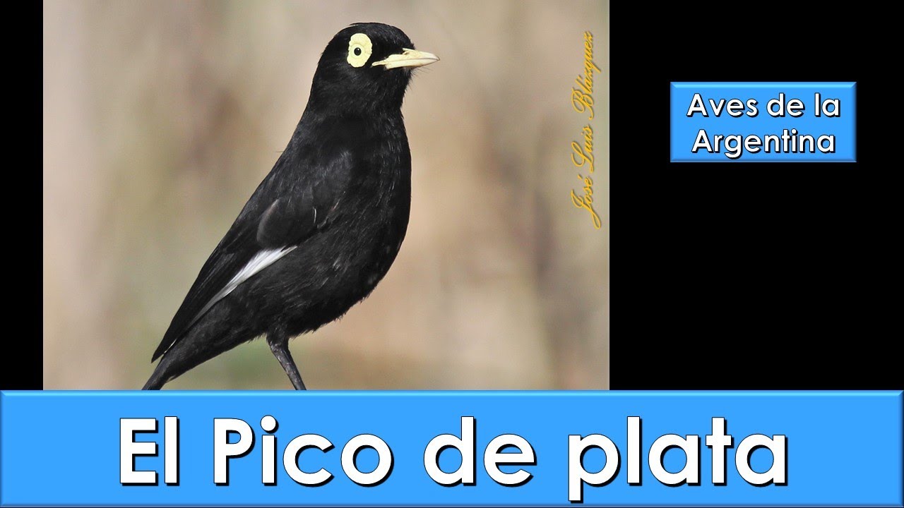 Pico de plata, Spectacled Tyrant, (Hymenops perspicillatus), Aves de la ...