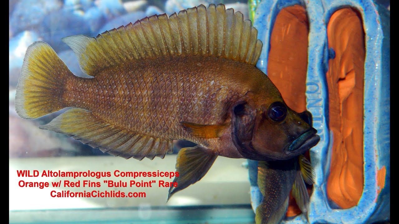 Altolamprologus Compressiceps Red Fin Bulu Point Wild Breeding Pair ...
