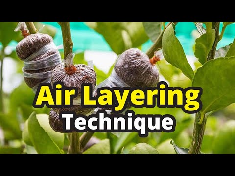 Grafting - Air Layering Technique - YouTube