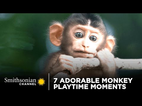 7 Adorable Monkey Playtime Moments 🐒 Monkey Island | Smithsonian Channel