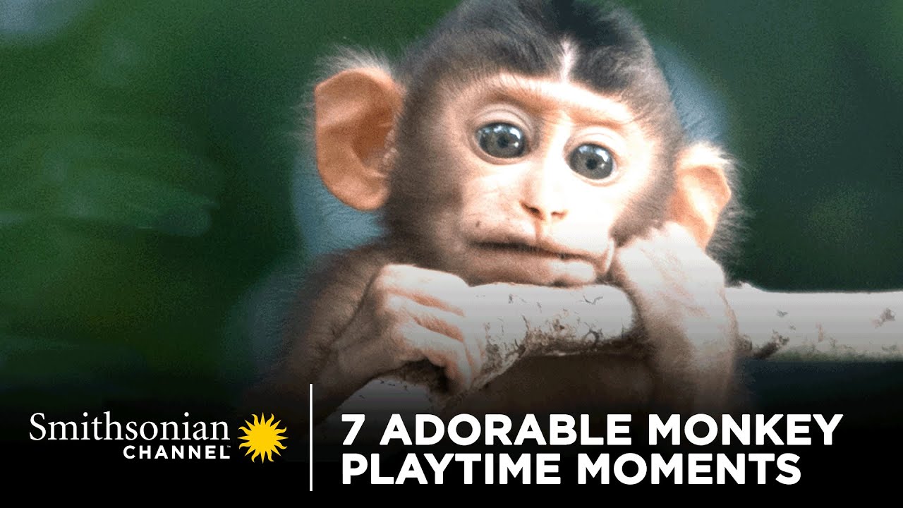 7 Adorable Monkey Playtime Moments 🐒 Monkey Island | Smithsonian ...